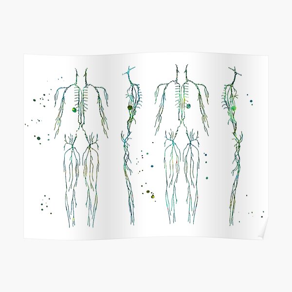 "Lymphatic System of the Human Body" Poster for Sale by EvasDreams ...