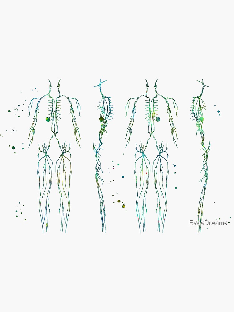 "Lymphatic System of the Human Body" Sticker for Sale by EvasDreams ...