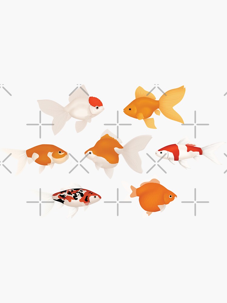"Types Of Goldfish (Blue Background)" Sticker for Sale by Charloote ...