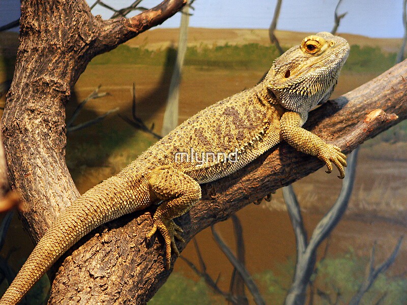 "LIZZARD" by mlynnd | Redbubble