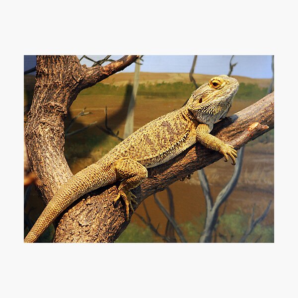 "LIZZARD" by mlynnd | Redbubble