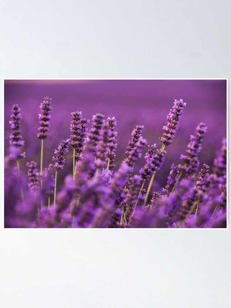 "Lavender Field" Poster for Sale by The-Franky-Shop | Redbubble