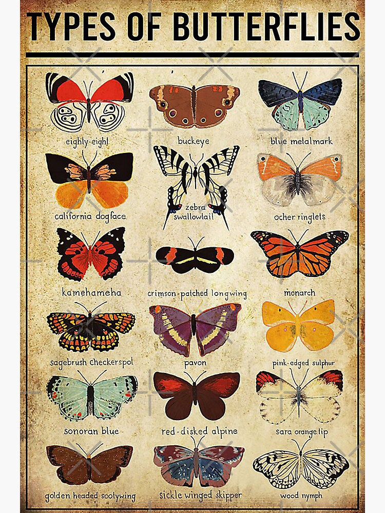 "Butterfly Types Of Butterflies " Sticker for Sale by AndinoYake ...