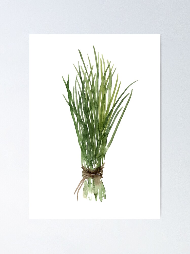 "Chive Art Print Modern Wall Decor Watercolor Painting" Poster for Sale ...