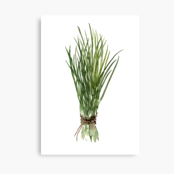 "Chive Art Print Modern Wall Decor Watercolor Painting" Canvas Print ...