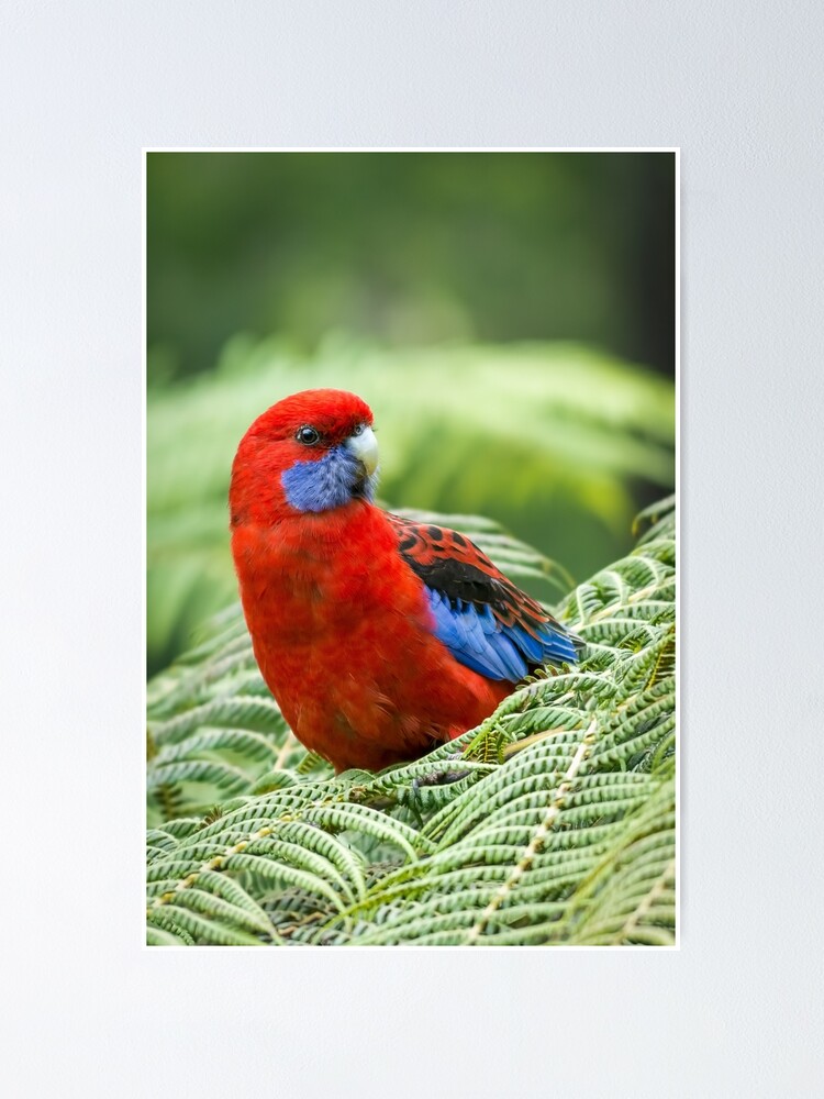 ""Crimson Beauty" - Crimson Rosella|Australian Bird Photography" Poster ...