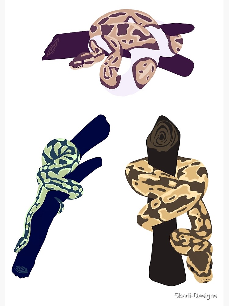 "Ball python morphs" Poster for Sale by Skadi-Designs | Redbubble