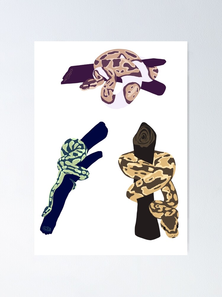 "Ball python morphs" Poster for Sale by Skadi-Designs | Redbubble