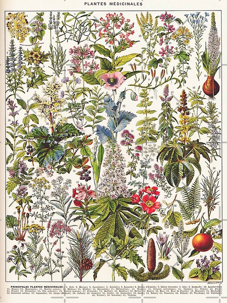 "Plantes Medicinales A - French vintage poster" Sticker for Sale by ...