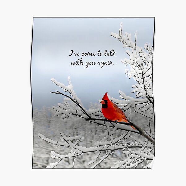 "Visiting Red Cardinal Bird" Poster for Sale by FlowerPower4U | Redbubble
