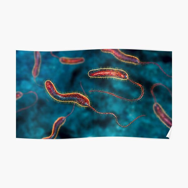 "Vibrio cholerae bacteria" Poster for Sale by DrMicrobe | Redbubble