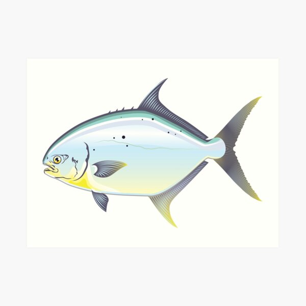 "Pompano Fish " Art Print for Sale by vectorworks51 | Redbubble