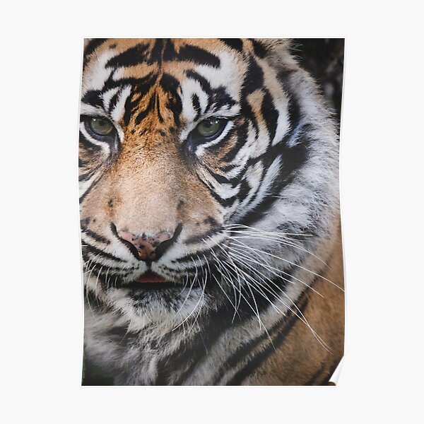 "Tiger" Poster for Sale by photobytableau | Redbubble