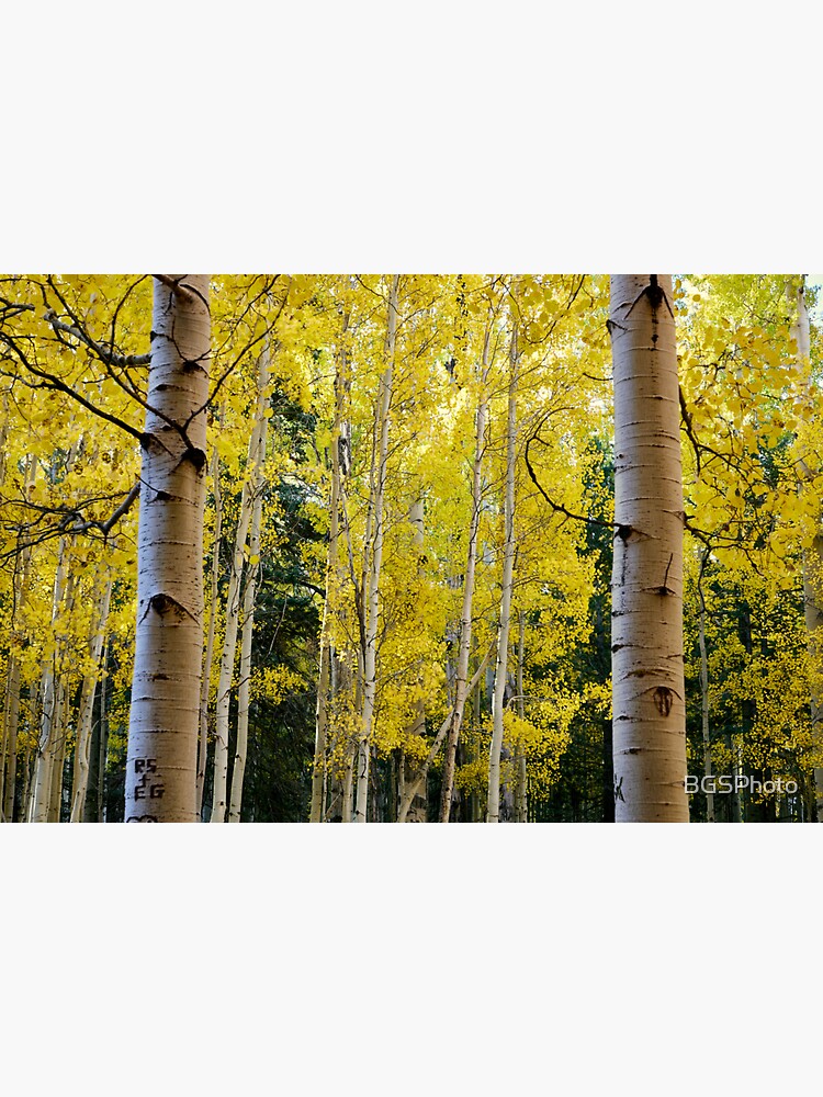 "Aspen Spires" Sticker for Sale by BGSPhoto | Redbubble
