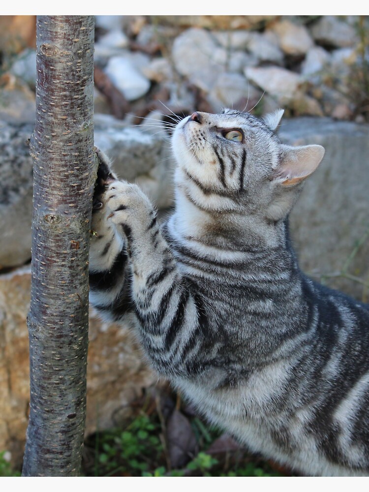 "Tabby Cat Looking Up a Tree" Sticker for Sale by SweepingShadows ...