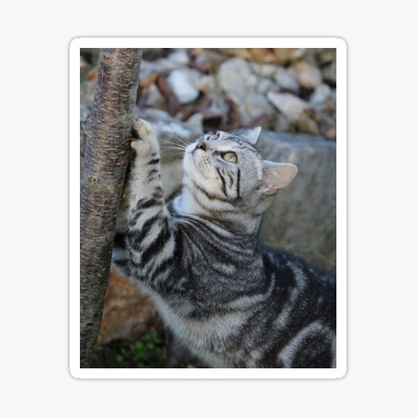 "Tabby Cat Looking Up a Tree 2" Sticker for Sale by SweepingShadows ...