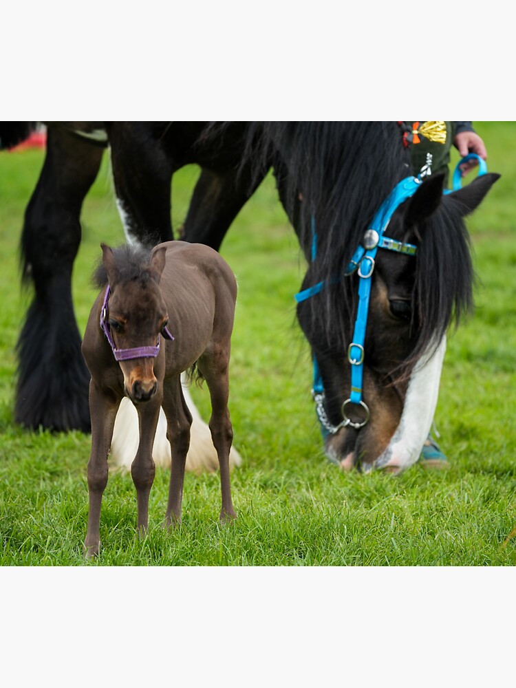 "Miniature foal and draft horse" Sticker for Sale by AndyFayeImagery ...