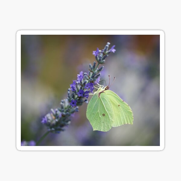 "Brimstone Butterfly Macro" Sticker for Sale by SweepingShadows | Redbubble
