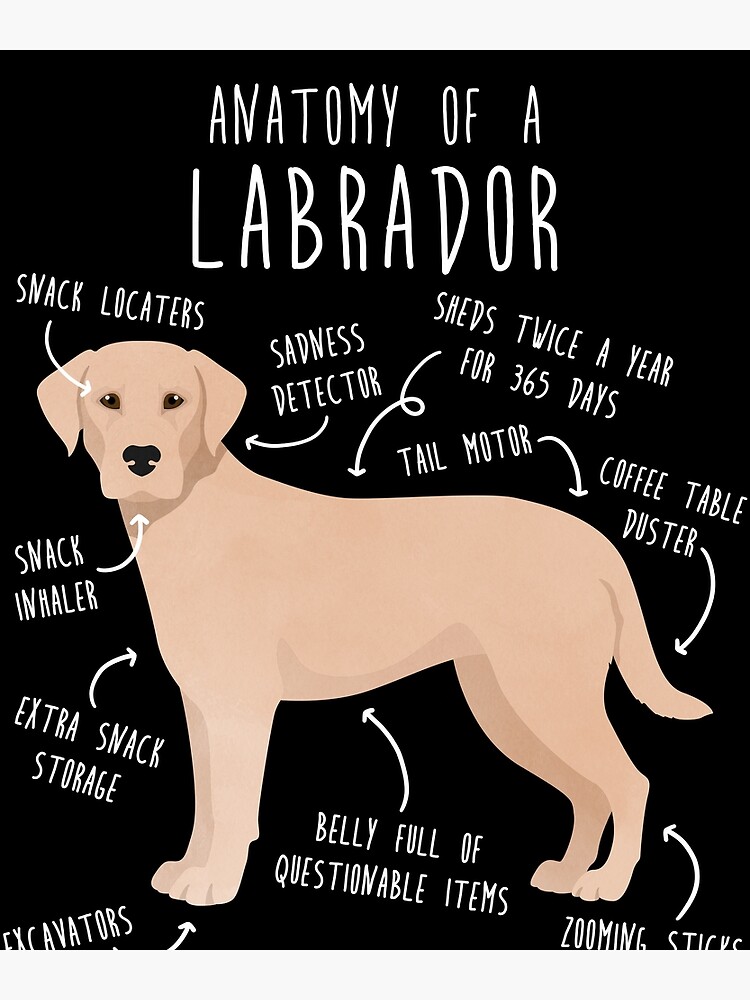 "Yellow Labrador Retriever Dog Anatomy" Poster for Sale by Psitta ...