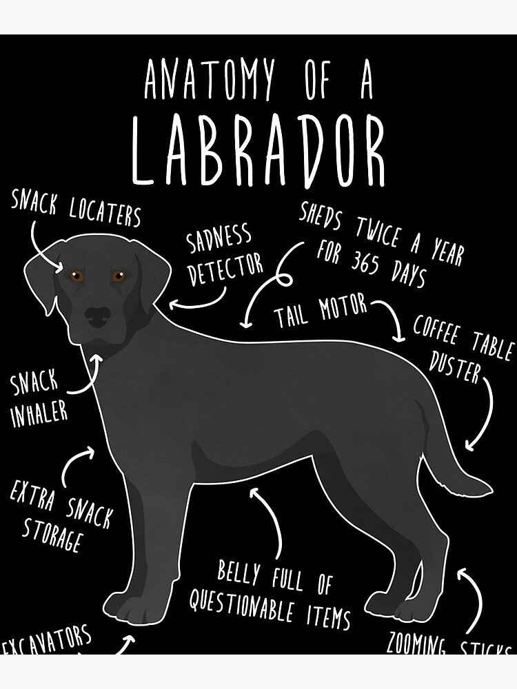 "Black Labrador Retriever Dog Anatomy" Poster for Sale by Psitta ...