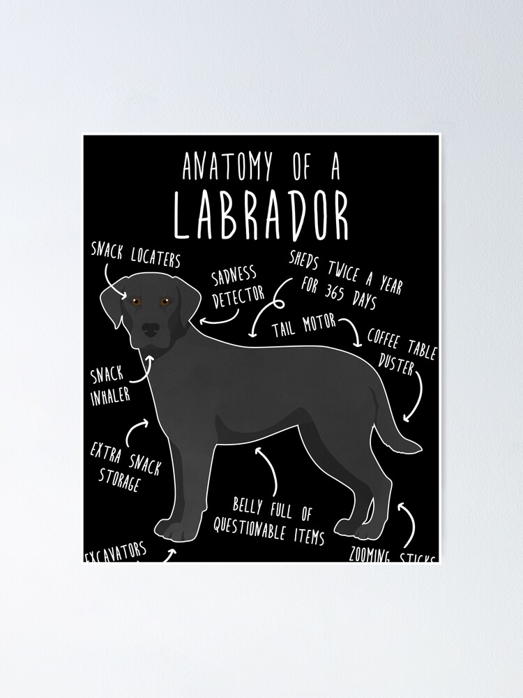 "Black Labrador Retriever Dog Anatomy" Poster for Sale by Psitta ...