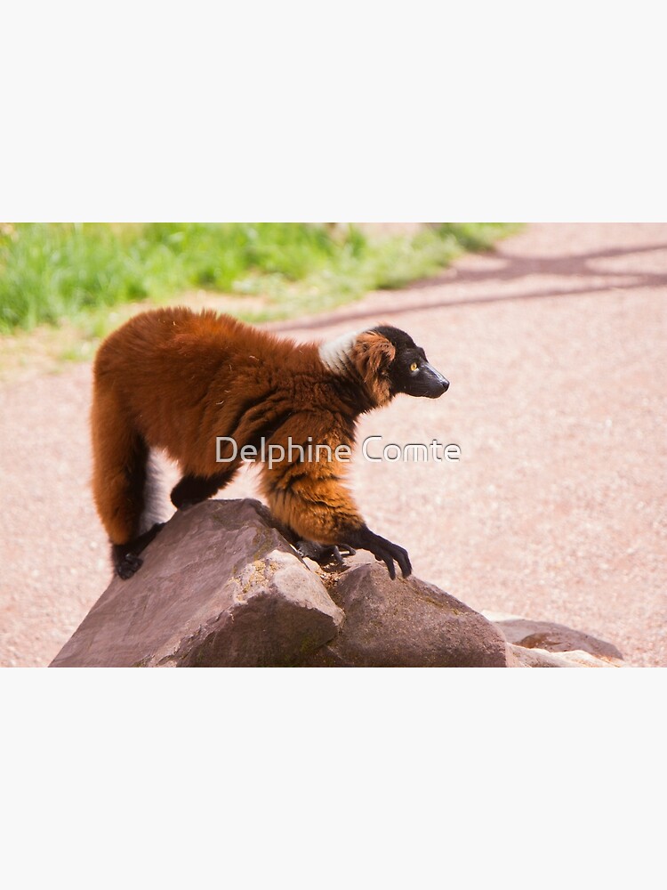 "Varecia Rubra" Poster for Sale by DelphineComte | Redbubble