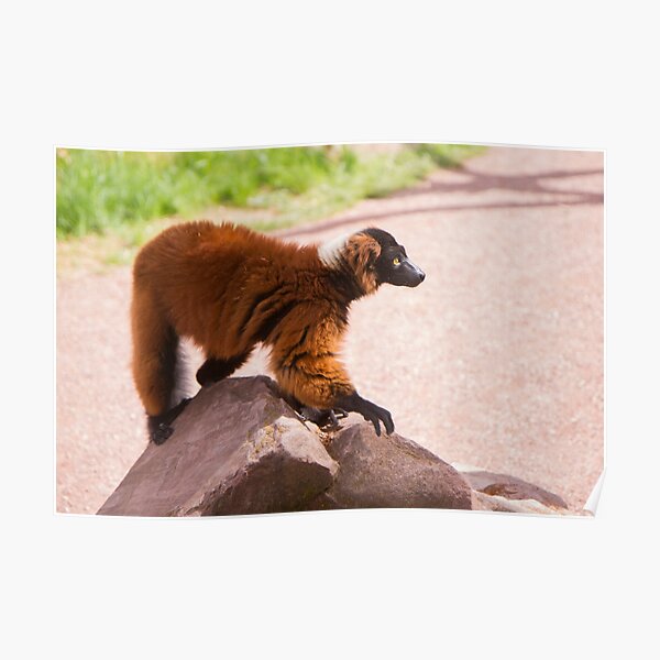 "Varecia Rubra" Poster for Sale by DelphineComte | Redbubble