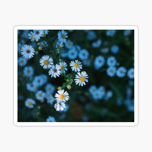 "Frost Aster" Sticker by dlamb | Redbubble