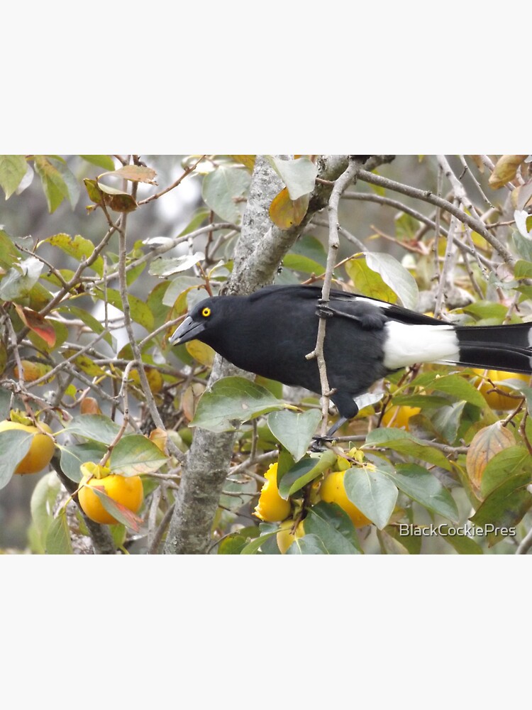 "Australian Currawong" Sticker for Sale by BlackCockiePres | Redbubble