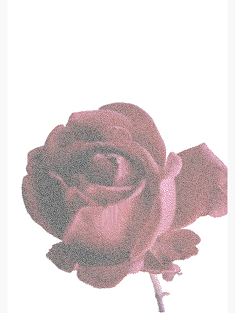 "A rose is a rose is a rose - color TSP-art" Sticker for Sale by ...