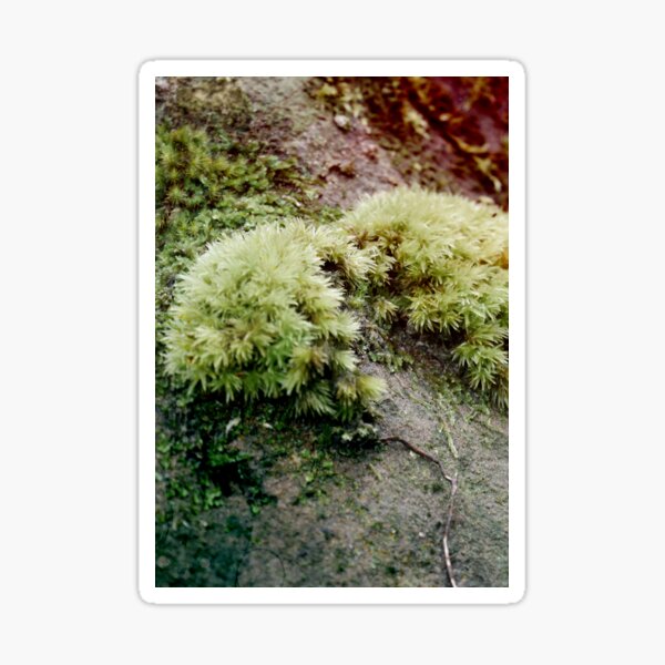 "Pin Cushion Moss Photo" Sticker for Sale by Dotsandstripes | Redbubble