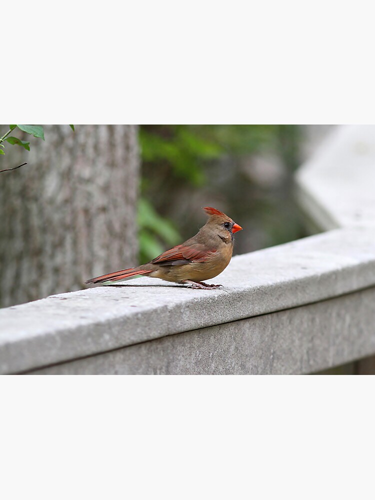 "Female Northern Cardinal" Sticker for Sale by backyardwonders | Redbubble