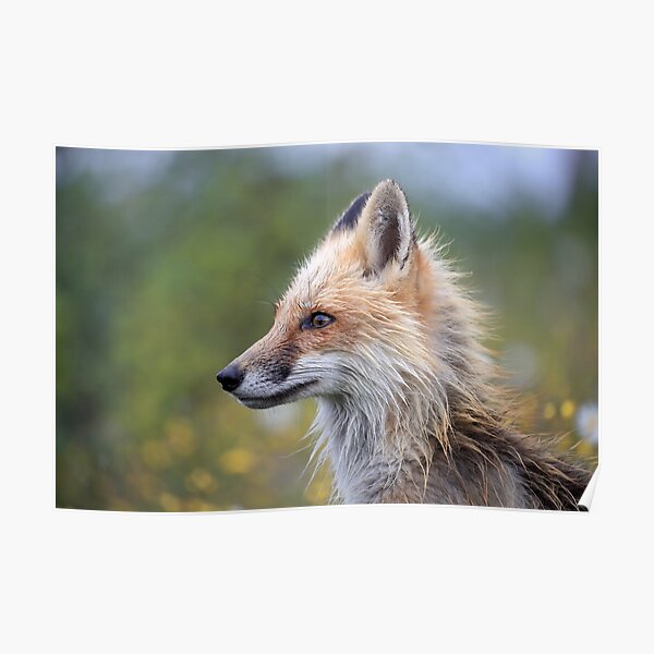 "Daydreamer" Poster by mlorenz | Redbubble