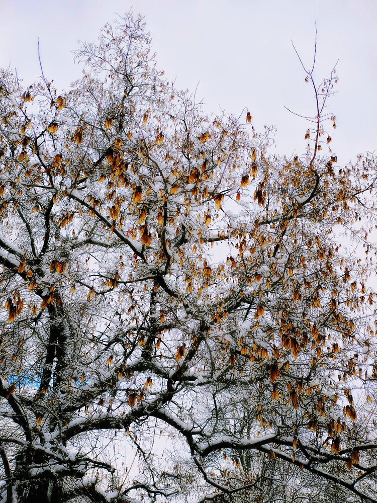 "Snowy maple tree " Sticker for Sale by Ivy-Bindig | Redbubble