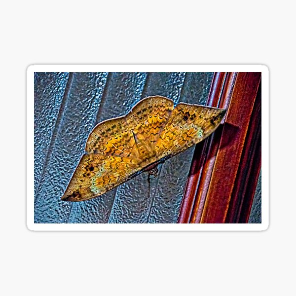 "Big Brown Butterfly" Sticker for Sale by alabca | Redbubble
