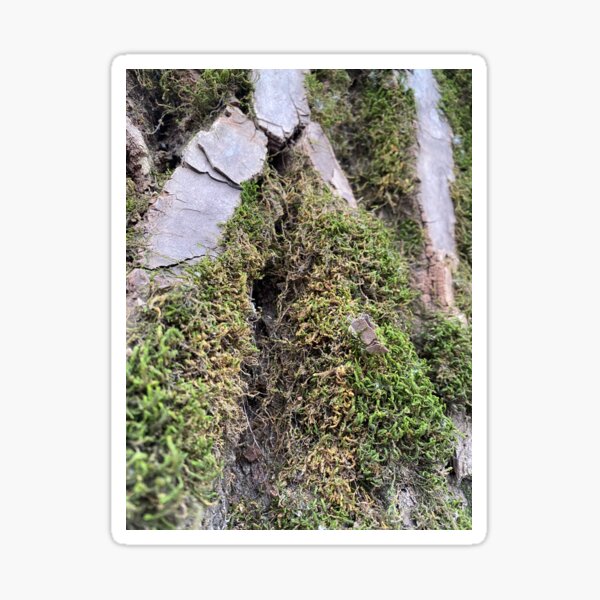"Tree Moss" Sticker for Sale by chloeroi | Redbubble