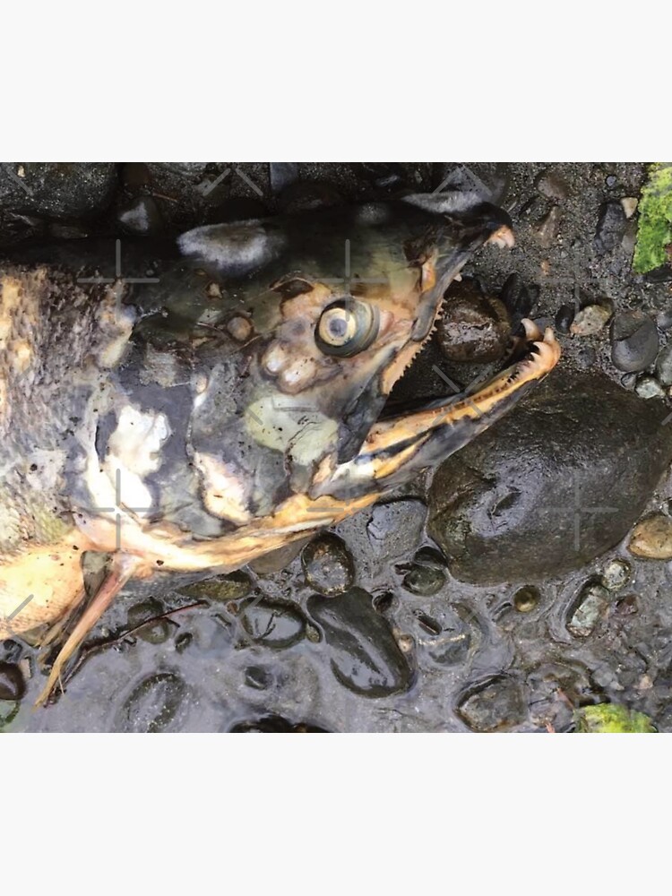 "Spawning Salmon at Goldstream Provincial Park, BC" Sticker for Sale by ...