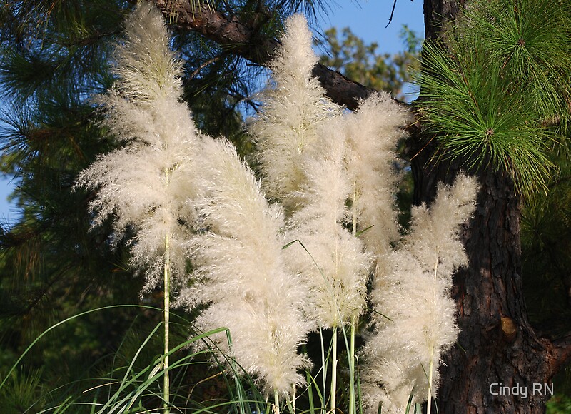 "Feather Dusters" by Cindy RN | Redbubble