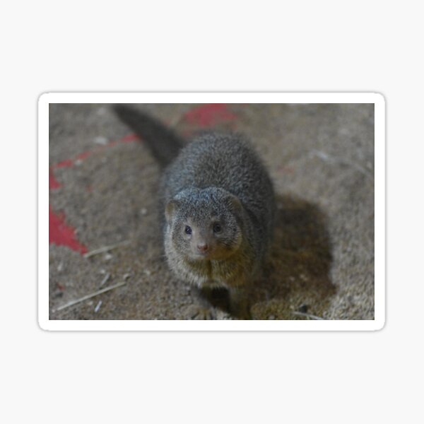 "Mongoose" Sticker for Sale by MarieDarcy97 | Redbubble