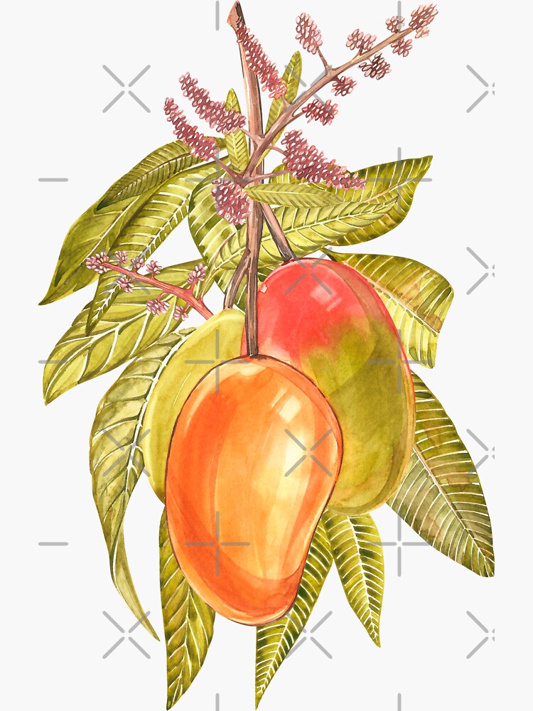 "Fresh mango" Sticker for Sale by Asetrova | Redbubble