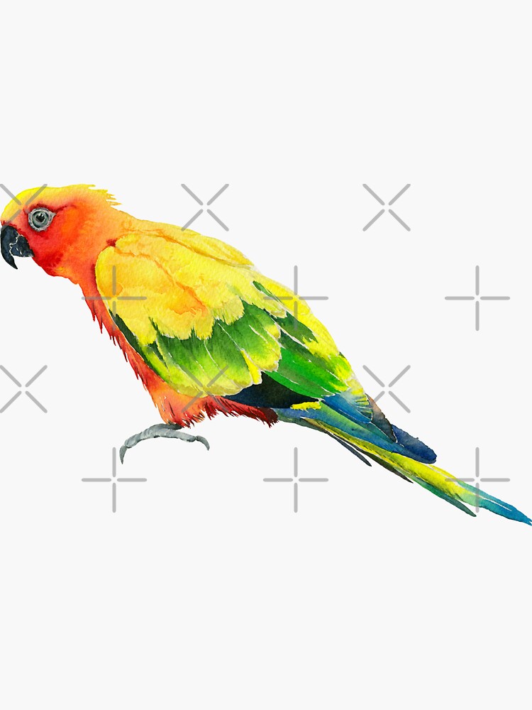 "Conure bird watercolor" Sticker for Sale by zoyamakarova | Redbubble