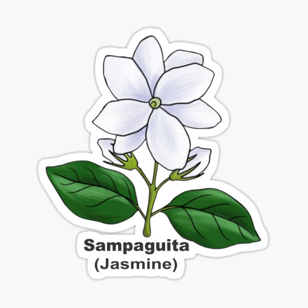 "Sampaguita (Jasmine)" Sticker for Sale by Madz529 | Redbubble
