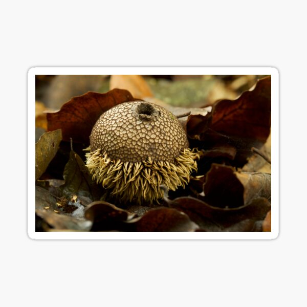 "Spiny puffball mushroom" Sticker for Sale by Kateln | Redbubble