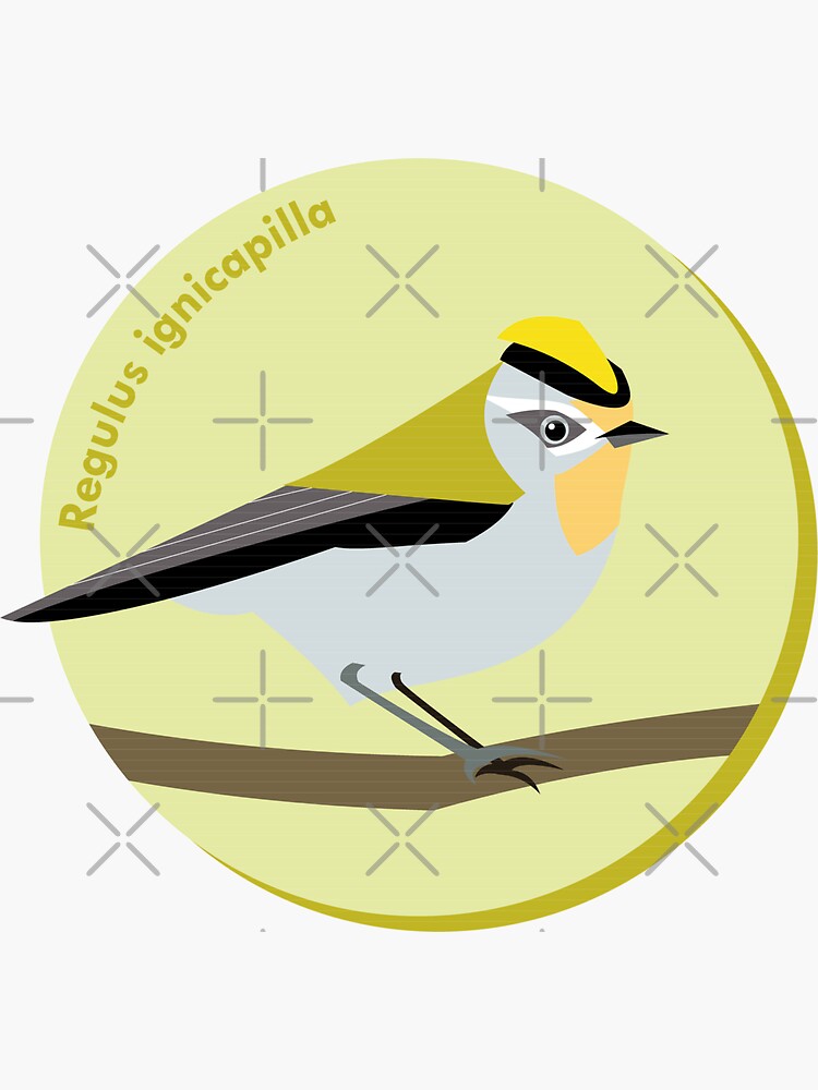 "Firecrest, Regulus ignicapilla" Sticker for Sale by itaclarita | Redbubble