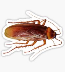 Cockroach: Stickers | Redbubble