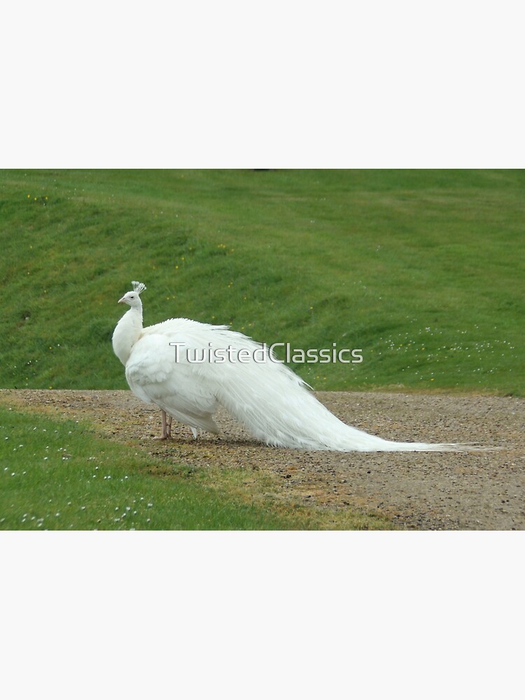 "White Peacock with long trailing tail feathers" Sticker for Sale by ...