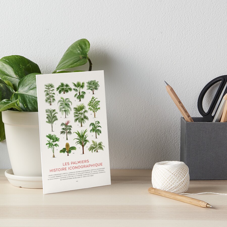 "Types of Palm Trees Chart" Poster for Sale by Vintagrafica | Redbubble