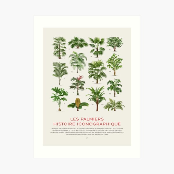 "Types of Palm Trees Chart" Art Print for Sale by Vintagrafica | Redbubble