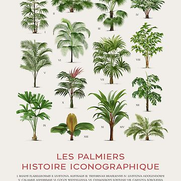 Palm Tree Identification Types Of Palm Trees