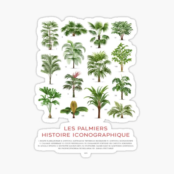 "Types of Palm Trees Chart" Sticker for Sale by Vintagrafica | Redbubble